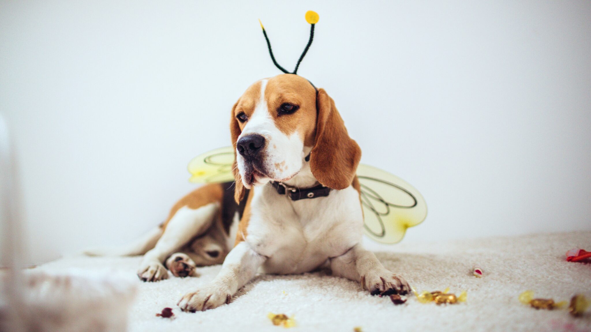 What To Do For A Puppy Bee Sting