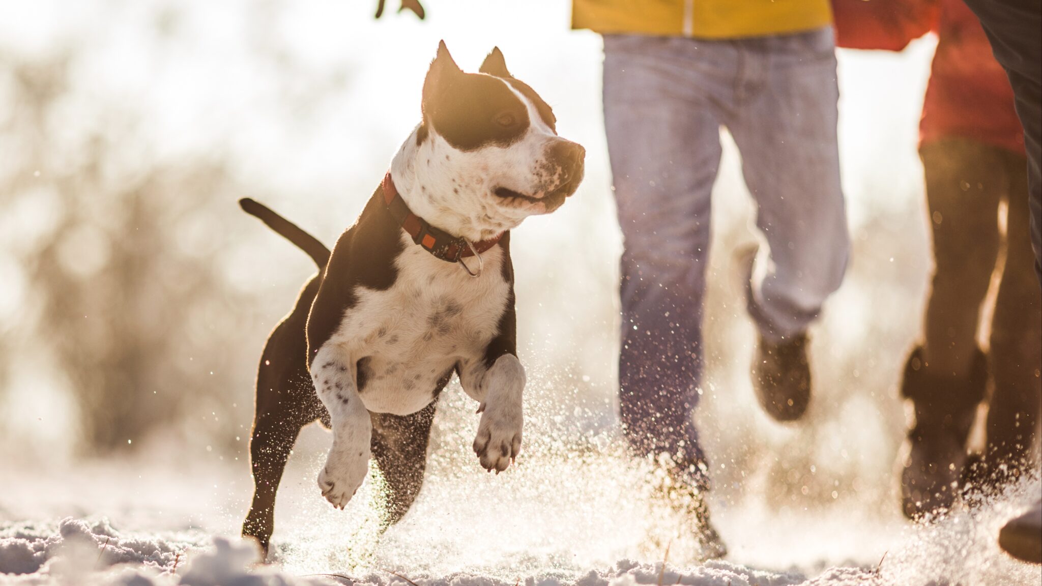 10 Things You Should Know Before Adding A Staffy To Family