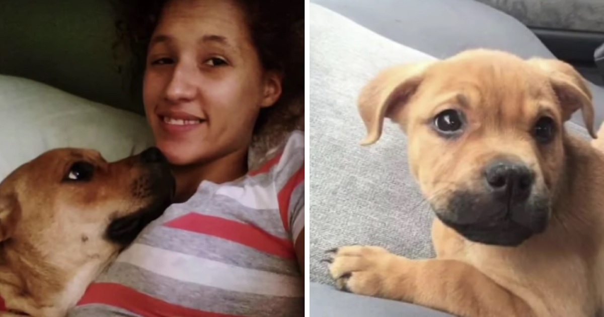 A Woman Unexpectedly Reunites With Her Lost Dog At The Shelter After 2 ...