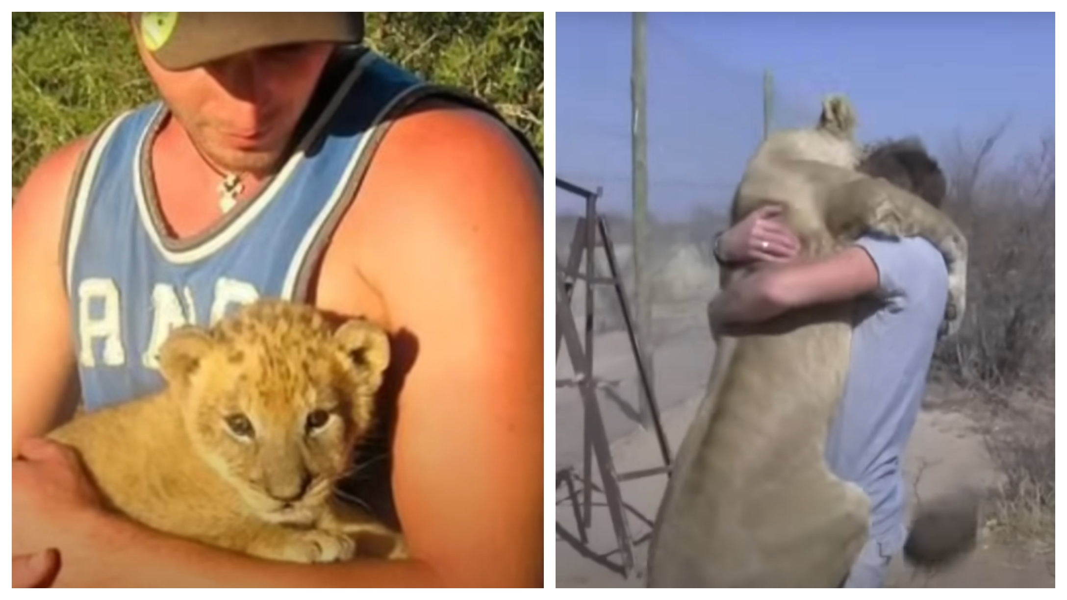 A Lioness Willingly Hugs The Man Who Raised Her Every Time They Are ...