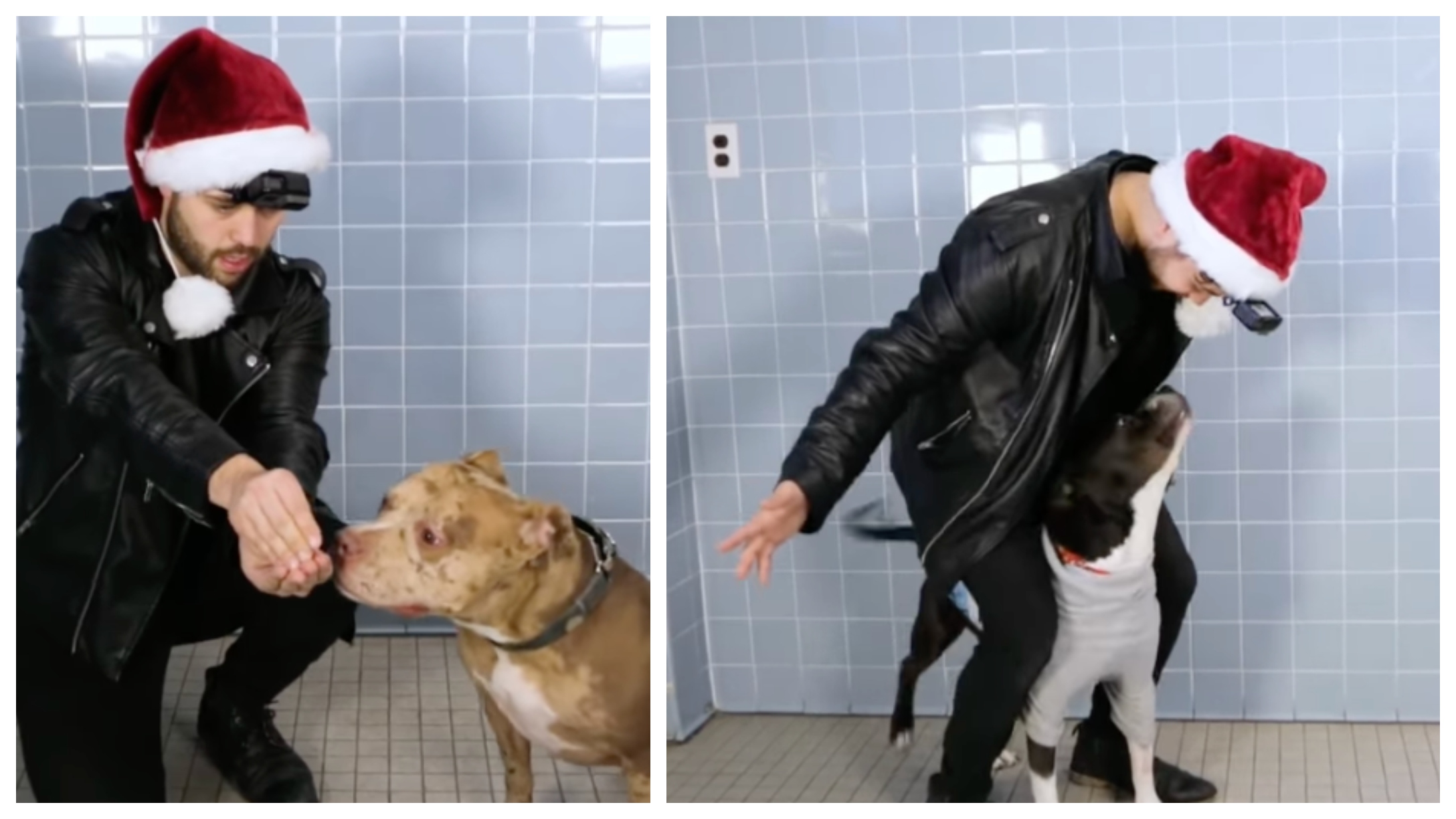 Magician Uses Magic To Bring Out Shelter Dogs' True Personalities & Get ...