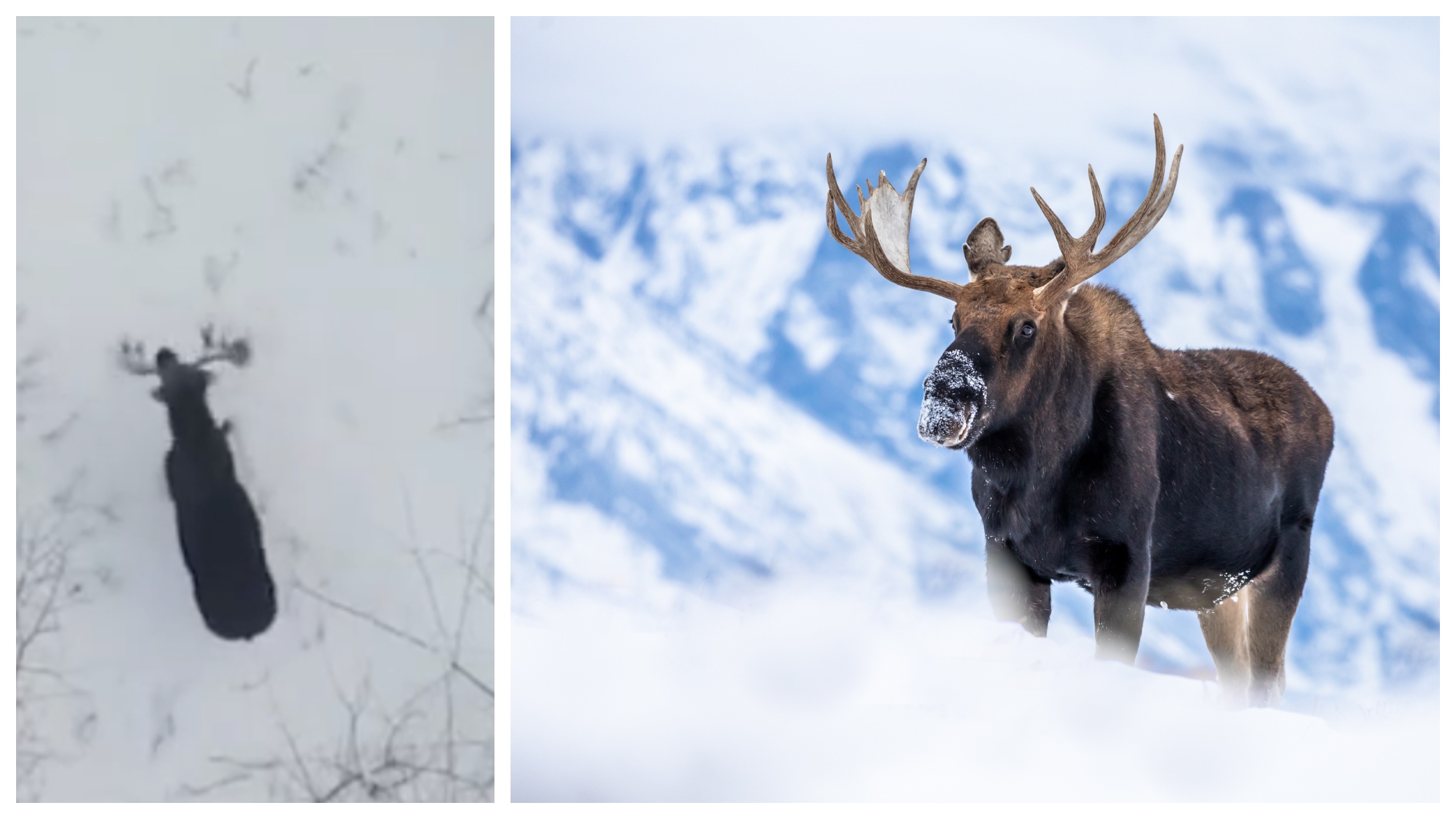 A Rare Moment Of A Moose Shedding Its Antlers Is Captured On Drone Footage