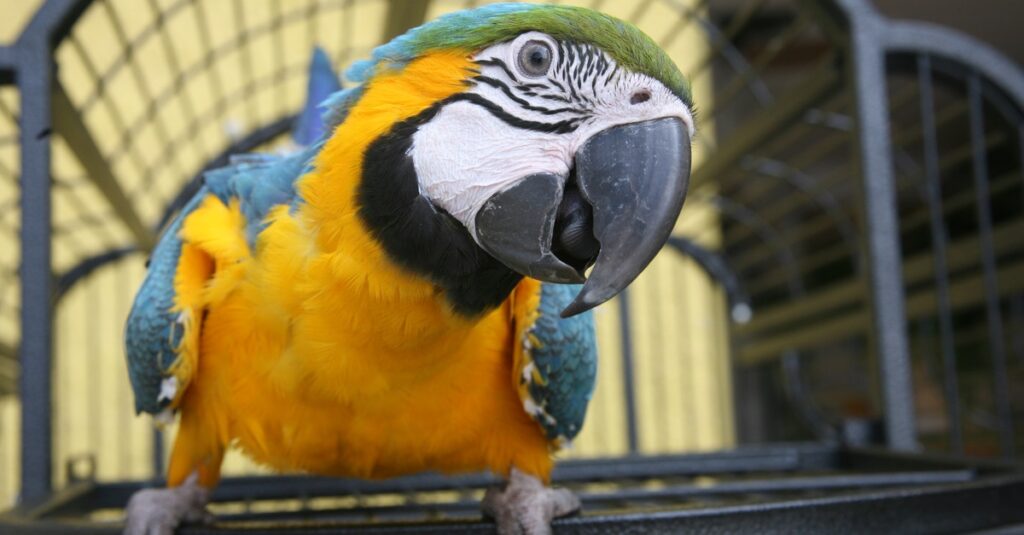 A Parrot Was Arrested In Colombia For Being A Lookout For Drug Traffickers