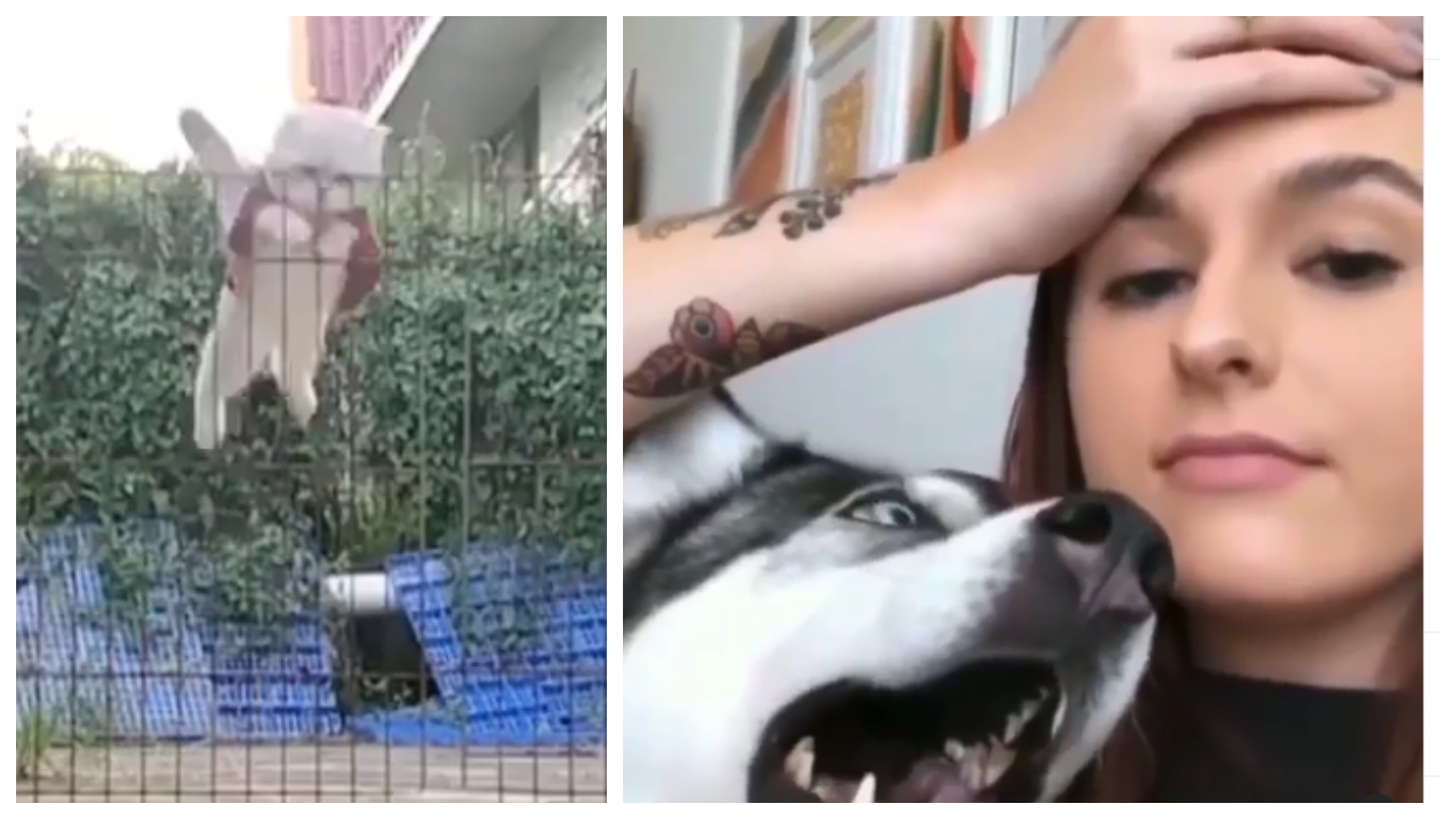 These 30 Pet Fail Videos On Instagram That Are Just Too Good