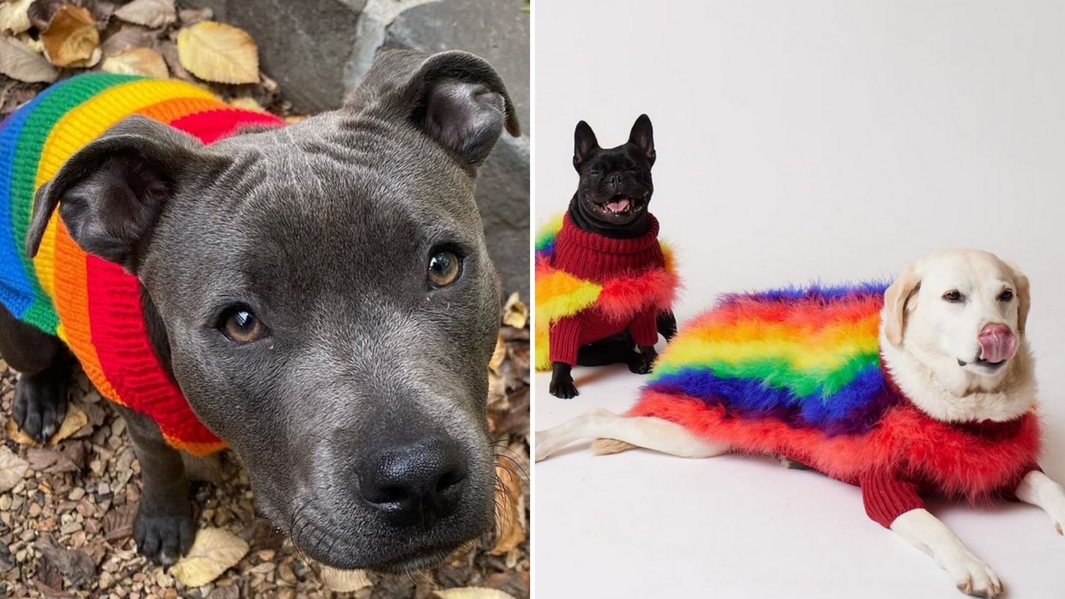 These Accessories Are Perfect For Pups Looking To Celebrate Pride