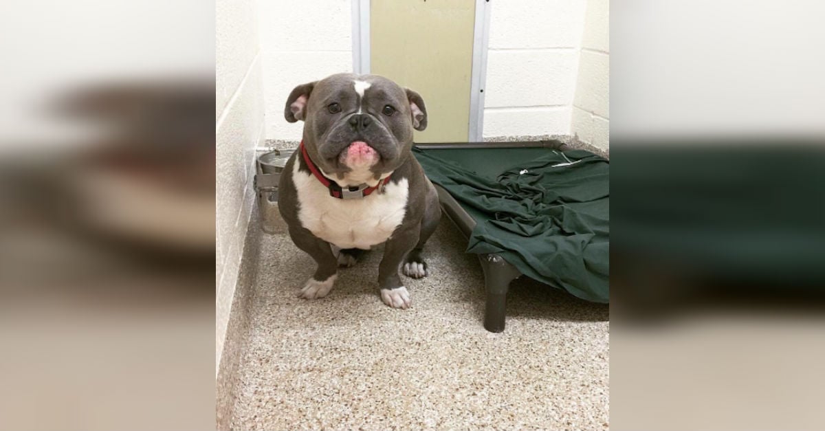 Frowning English Bulldog Puts On Huge Smile When Adopted