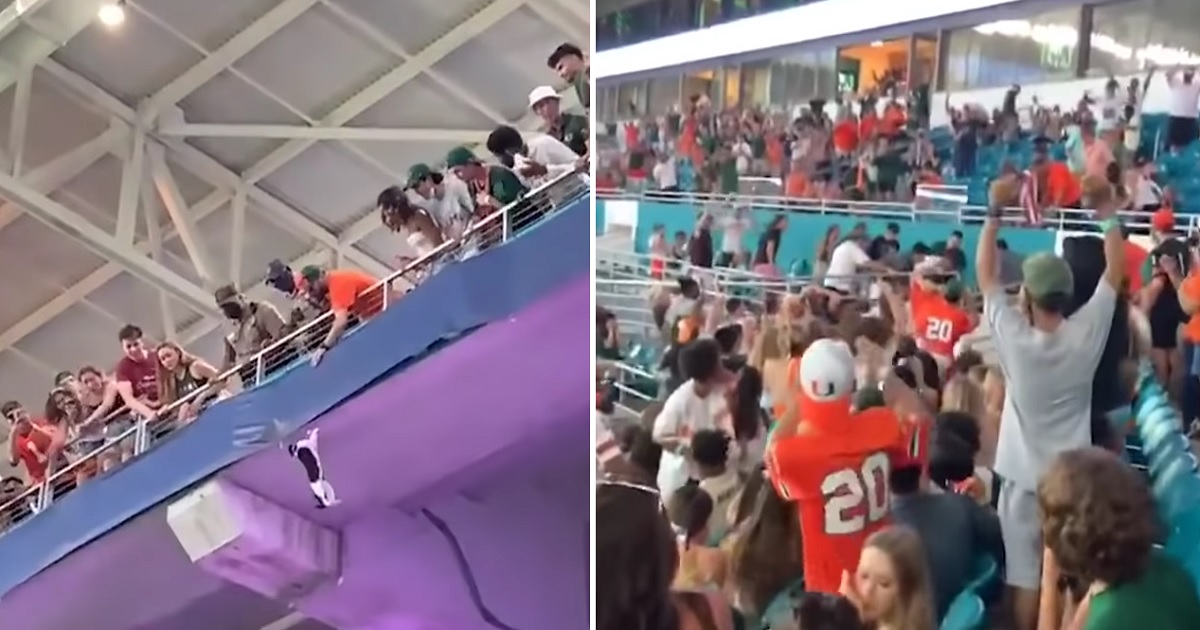 Football Fans Bravely Rescued A Cat Who Was Dangling From The Upper Deck