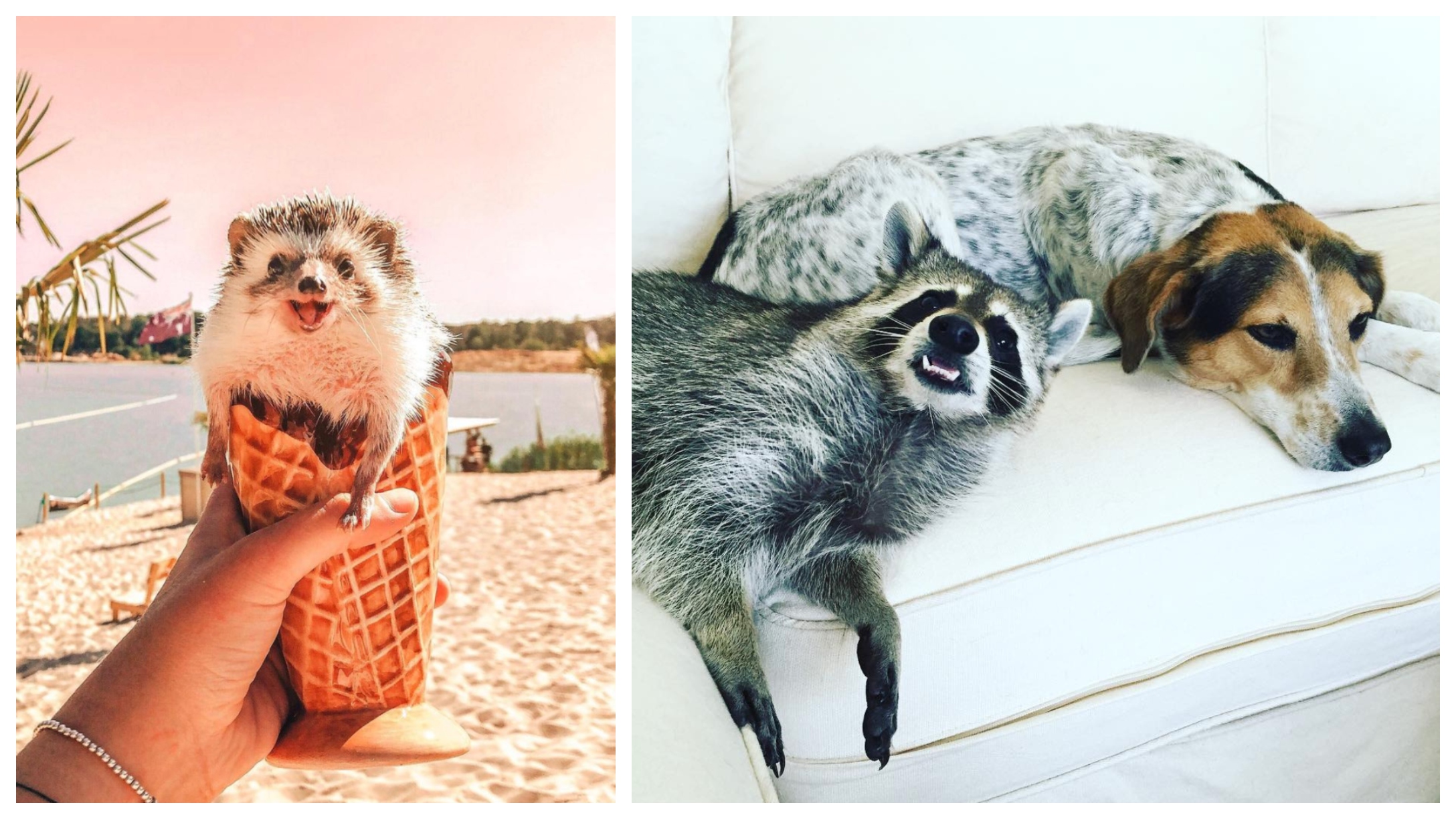 These Unique Animals Make Wonderful Pets To Their Lucky Owners