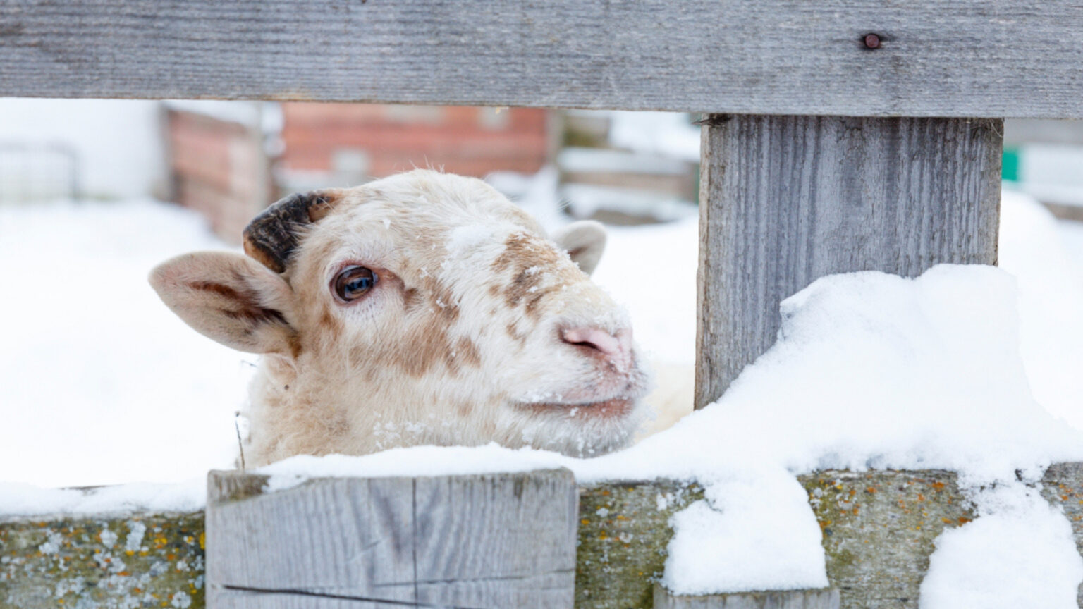 These Unique Animals Make Wonderful Pets To Their Lucky Owners