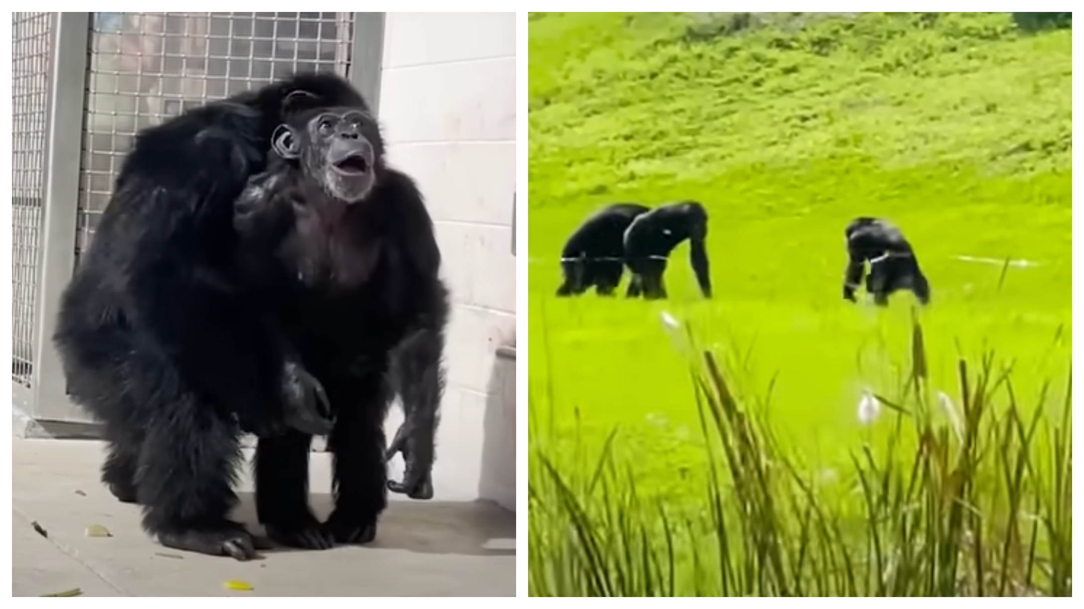 Vanilla The Chimp Sees Sky For The First Time After Being Caged Her ...