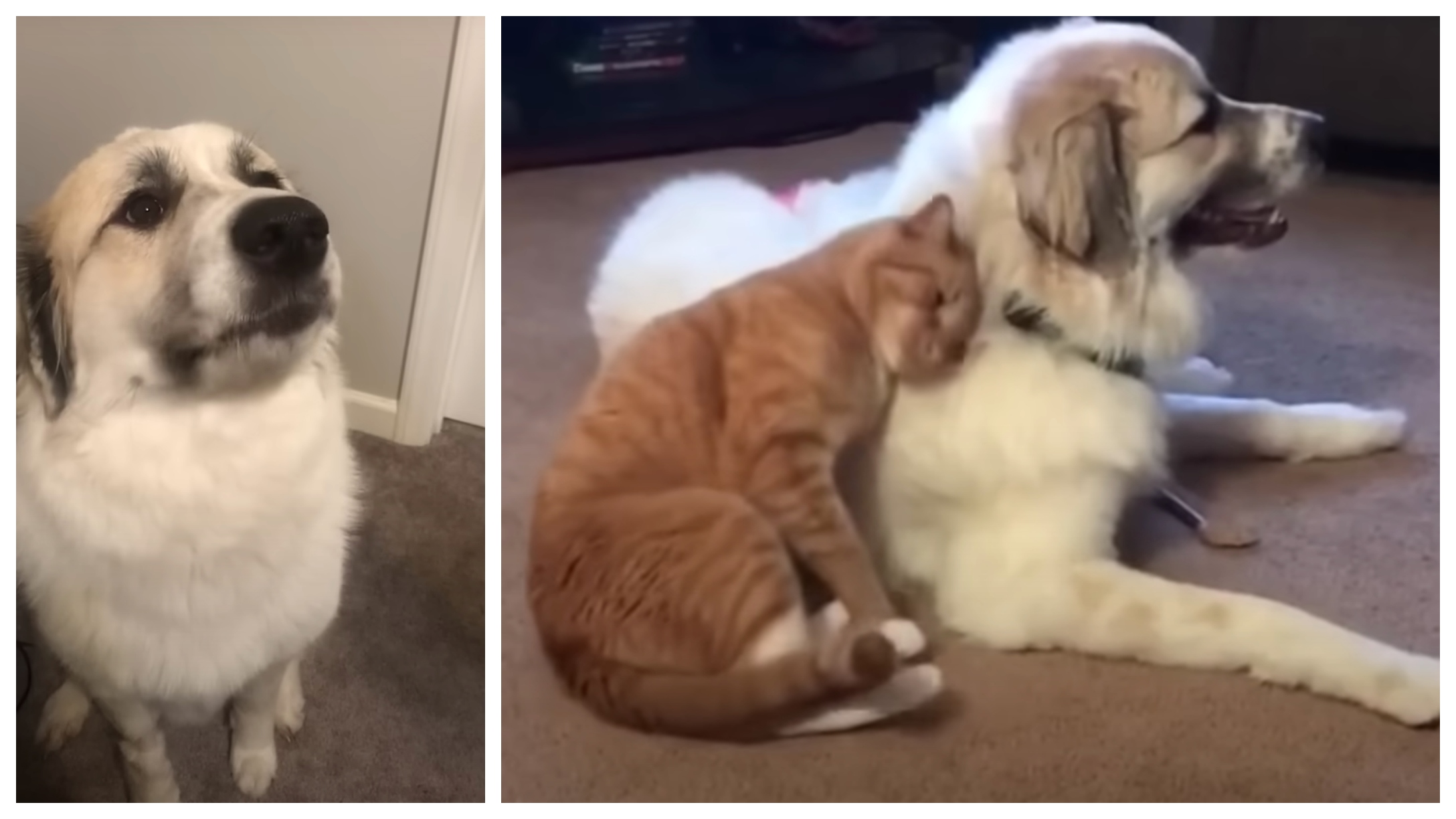 Family Is Surprised By Vet's Response After They Ask For Their Dog To ...