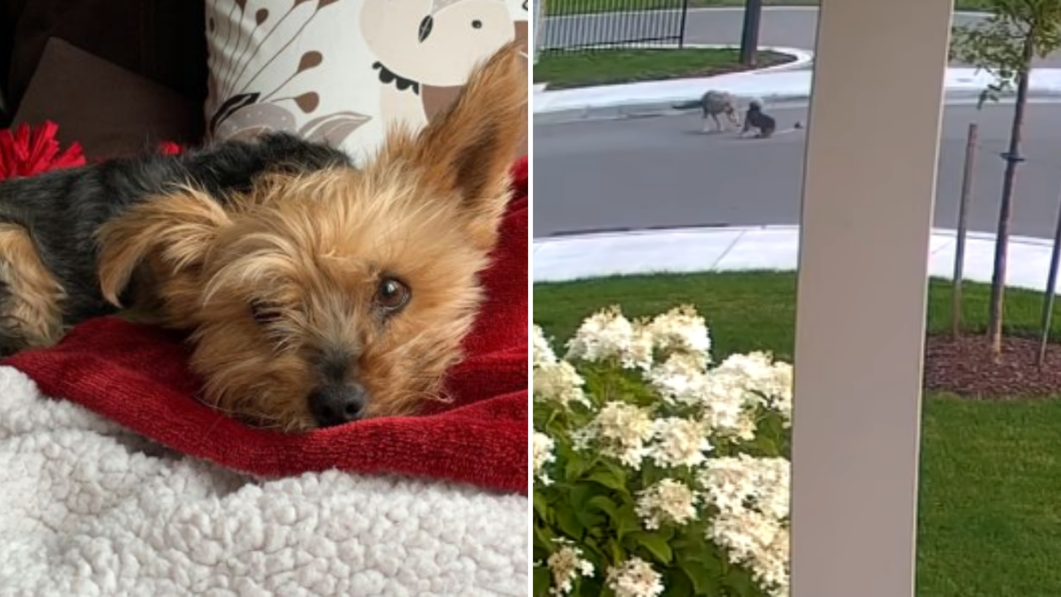 6-Year-Old Yorkie Defends 10-Year-Old Owner Against Coyote Attack In ...