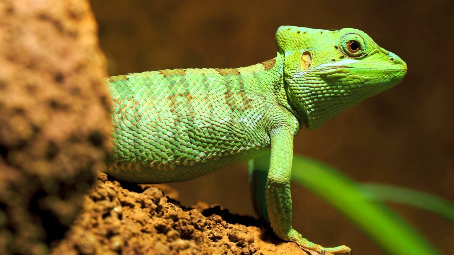Iguana Has 'Virgin Birth' at Zoo in England