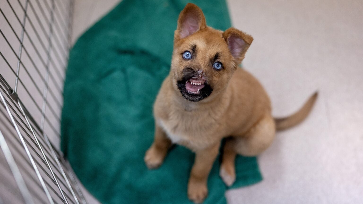Peanut the Puppy With No Nose Gets Help at Pasadena Humane